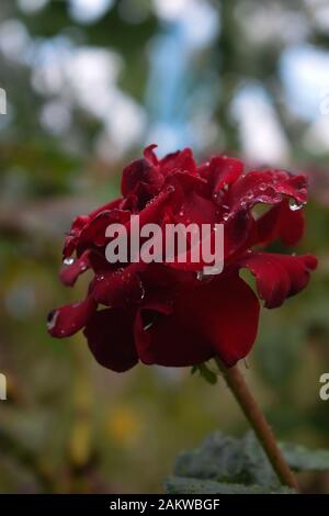 Romantic red rose with dew drops Stock Photo - Alamy