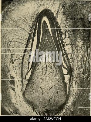Principles and practice of operative dentistry . Outer layerof ...