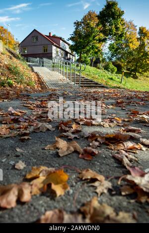 Group of maple leafs on a path Stock Photo - Alamy