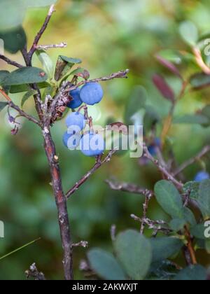 picture with blue bog berries on the background of fuzzy bog plants ...