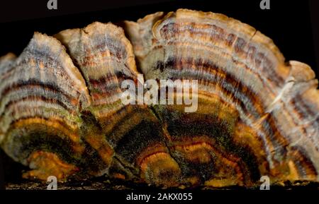 Turkey tail mushroom isolated. Trametes versicolor, also known as ...