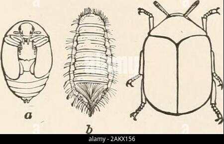 Small Beetle Larva of the order coleoptera Stock Photo - Alamy