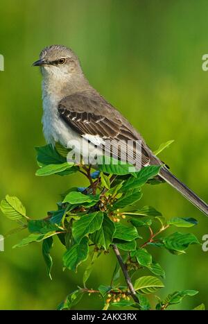 Northern mockingbird among green foliage Stock Photo - Alamy