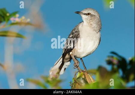 Northern mockingbird up close Stock Photo - Alamy