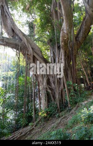 Chinese Banyan tree: Ficus microcarpa. Hong Kong, China Stock Photo - Alamy