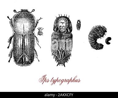 Insect European spruce bark beetle (Ips typographus Stock Photo - Alamy