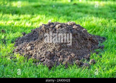 Mole hill molehills tunnel ,damage, moles , garden pest, nuisance ...