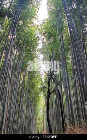 Arashiyama Bamboo Forest. Pathways surrounded by Bamboo. Kyoto - Japan ...