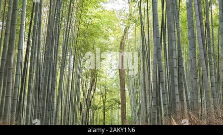 Arashiyama Bamboo Forest. Pathways surrounded by Bamboo. Kyoto - Japan ...