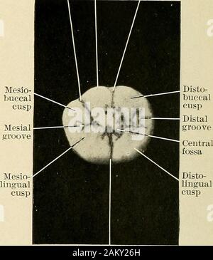 Principles and practice of operative dentistry . of the median line ...