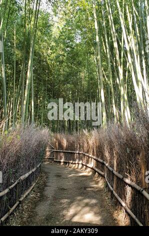 Arashiyama Bamboo Forest. Pathways surrounded by Bamboo. Kyoto - Japan ...