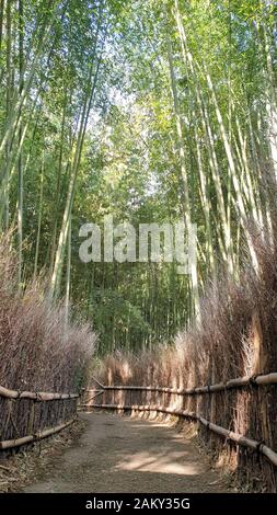 Arashiyama Bamboo Forest. Pathways surrounded by Bamboo. Kyoto - Japan ...