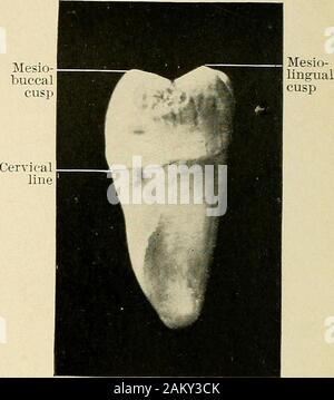 Principles and practice of operative dentistry . of the median line ...