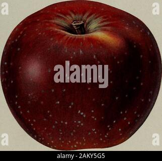 Apples Winter Pearmain growing in an English orchard Stock Photo - Alamy