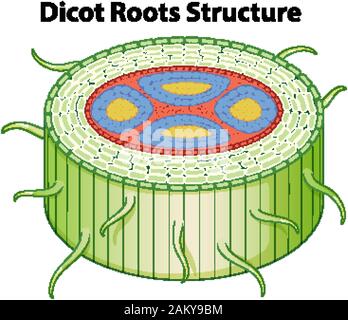 Diagram showing dicot roots structure illustration Stock Vector Image ...