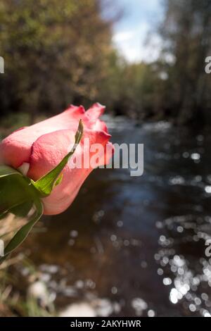 A beautiful colorful peace rose blooming among green leaves in the ...