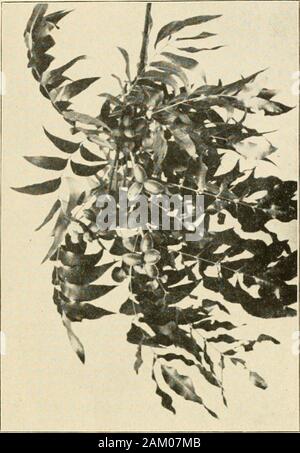 Illustrated catalogue and price-list of grafted, budded and choice ...