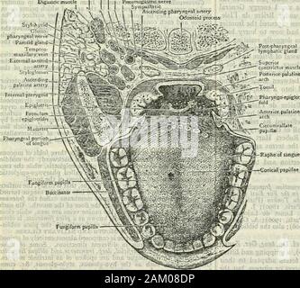 Britannica Ductless Glands 1 Stock Photo - Alamy