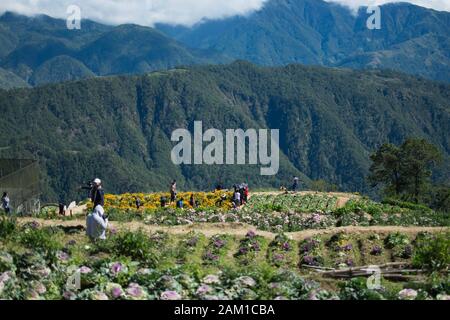 DEC. 21, 2019-ATOK BENGUET : Flower farm in Atok Benguet. This is new ...