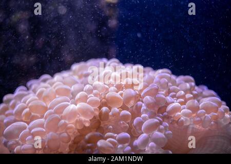 Closeup shot of beautiful corals and fish under the sea Stock Photo - Alamy