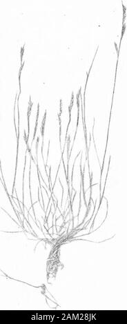 Festuca sp Festuca sp Stock Photo - Alamy