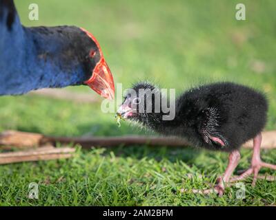 Baby Pukeko Australasian swamphen at Western Springs park Stock Photo ...