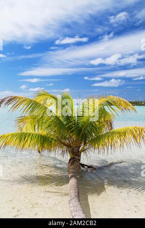 Palm tree at Les Sables Roses (Pink Sands), Tetamanu, Fakarava, Tuamotu ...