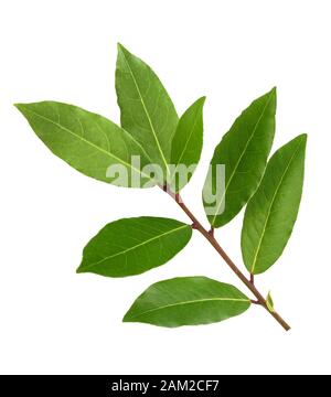 Sprig of fresh bay leaves, laurus nobilis or bay laurel leaves Stock ...