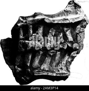 Skull of Rhynchosaurus articeps Stock Photo - Alamy