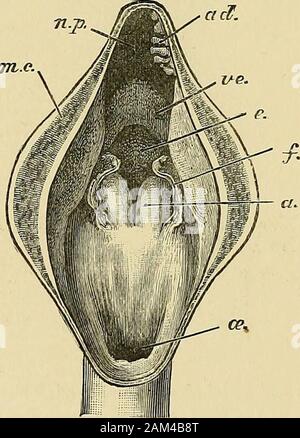 On stertor, apoplexy, and the management of the apoplectic state ...