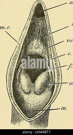 On stertor, apoplexy, and the management of the apoplectic state ...