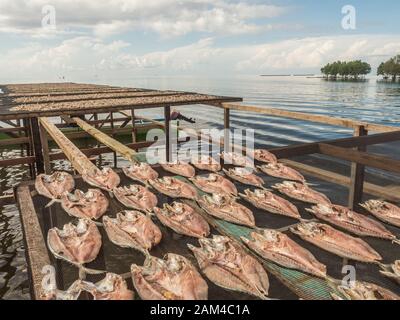 The fish dries on specially prepared nets at the Seram Sea in Kaimana ...