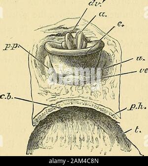 On stertor, apoplexy, and the management of the apoplectic state . Fig ...