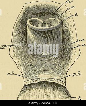 On stertor, apoplexy, and the management of the apoplectic state . Fig ...