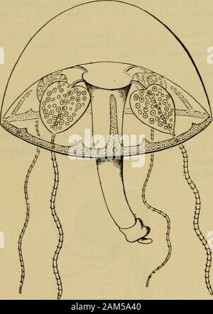 Medusae of the world . through. The larva then becomes an actinula with ...