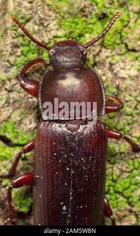 Mealworm beetle, Tenebrio molitor, a pest often found in granaries ...