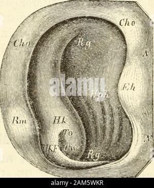 Lehrbuch der Ohrenheilkunde : mit einschluss der anatomie des ohres ...