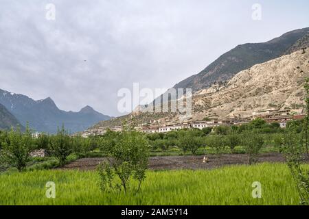 Marpha village and apple gardens in Mustang. Nepal Stock Photo - Alamy