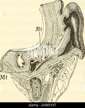 Lehrbuch der Ohrenheilkunde : mit einschluss der anatomie des ohres ...