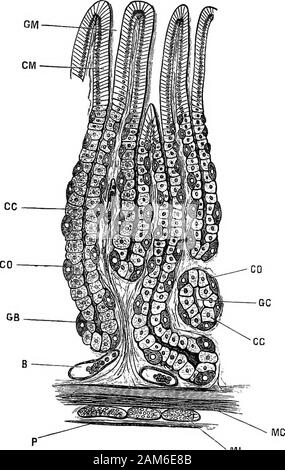 Frog Kidney Histology