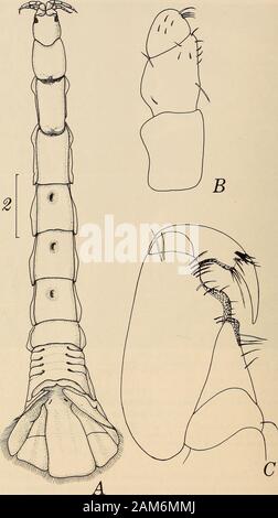 Annals of the South African Museum (1981) is a scientific journal that ...