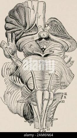 Direction of some of the fibers of the cerebrum Stock Photo - Alamy