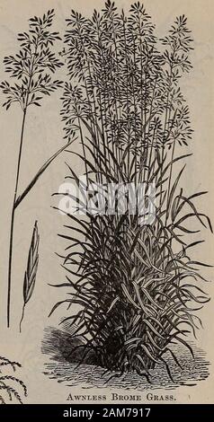 . Bent Grass. For Fine Lawns. =^^,J^ *- Our well known Lawn Mixtures ...