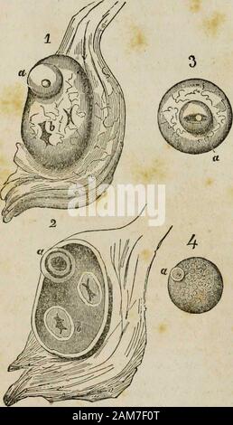 The male generative organs in health and disease, from infancy to old ...