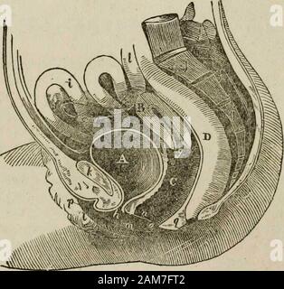 The male generative organs in health and disease, from infancy to old ...