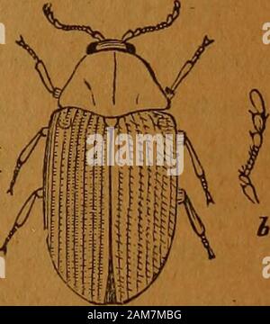 Four rows of yellow six inch mini hurdles set up in lanes on a track ...