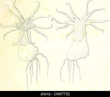 Ricinocarpus pinifolius Desf Ricinocarpus pinifolius Desf Stock Photo ...