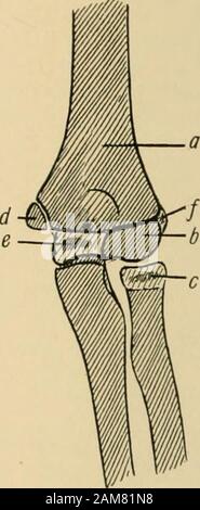 The treatment of fractures . Epiphysis. Shaft of humerus. Ulna. Fig ...