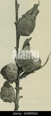 Agriculture for beginners . Fig. 134. Peach Mummies Stock Photo - Alamy