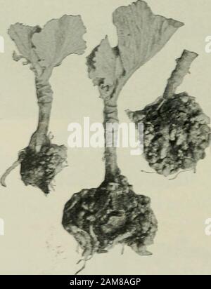 Cabbage plants with club root disease, a fungal infection which ...
